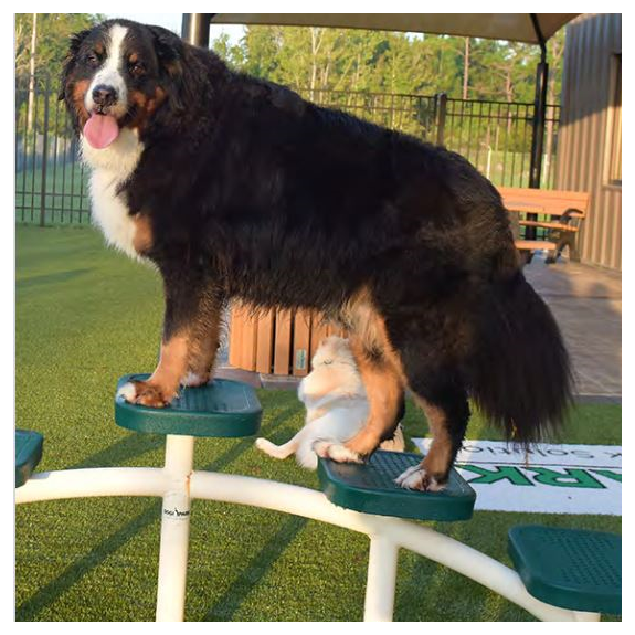 Arched Agility Stepping Pads - Park Tables